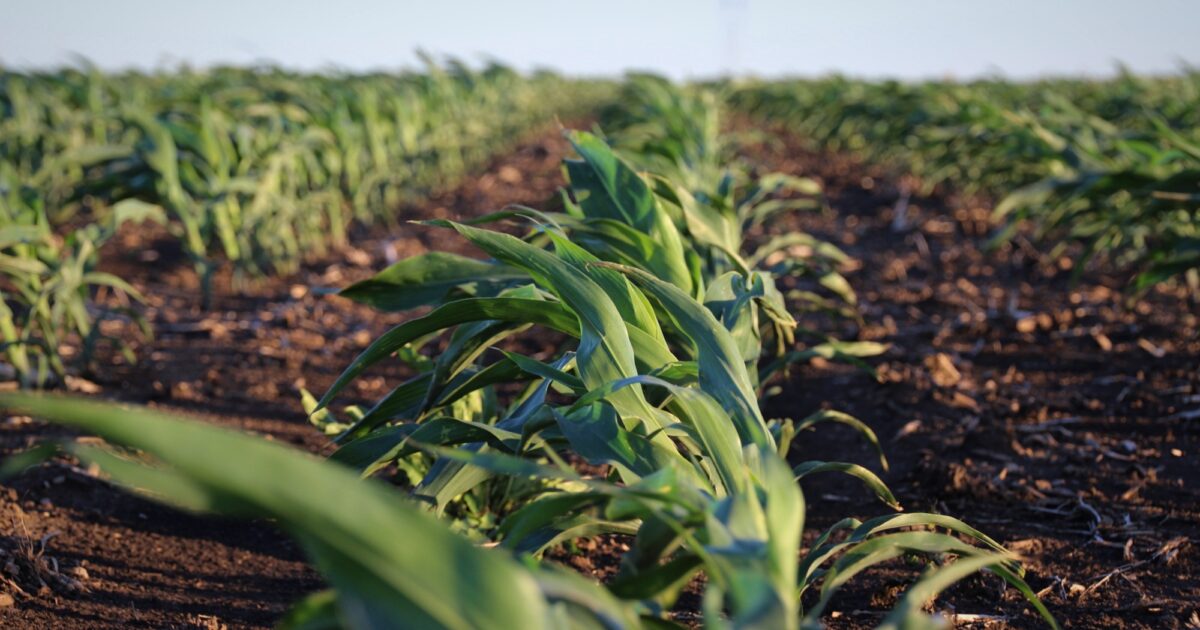 Board of Directors & Staff | South Dakota Community Foundation
